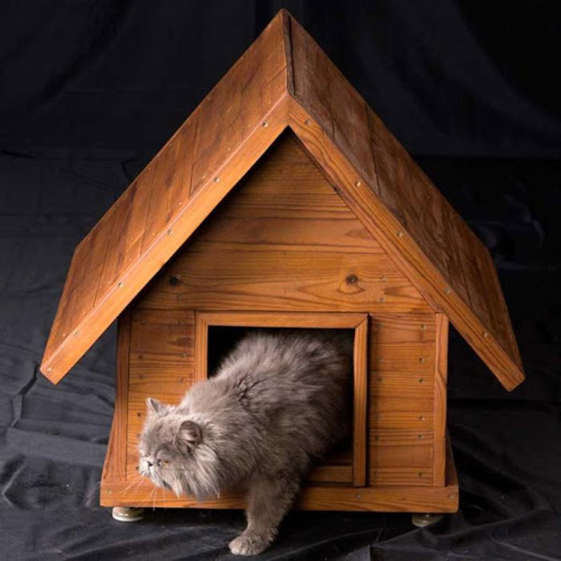 ویژگی های لانه گربه چیست |ساخت لانه گربه | لانه گربی خانگی | خانه بلوط